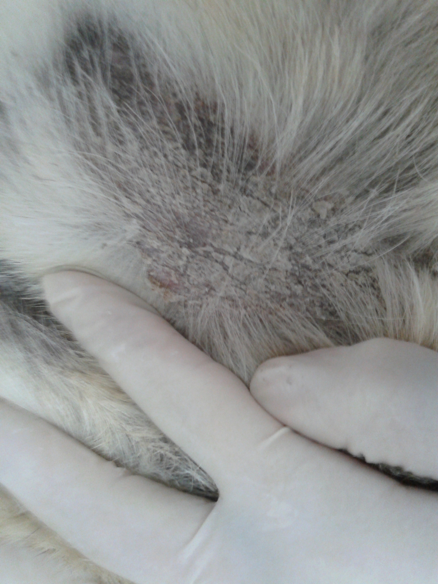 Dermatopatias parasitárias