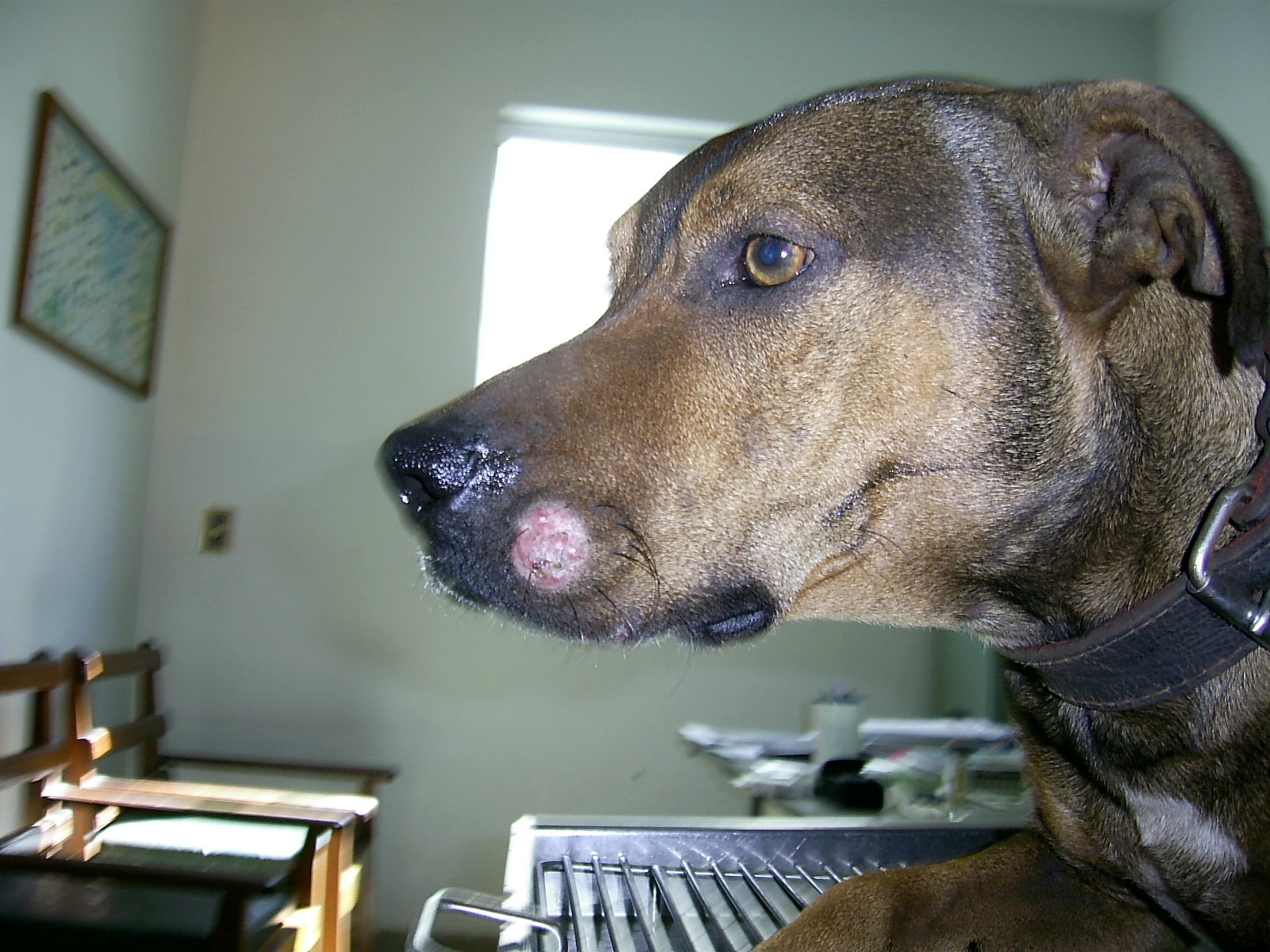 Dermatopatias parasitárias